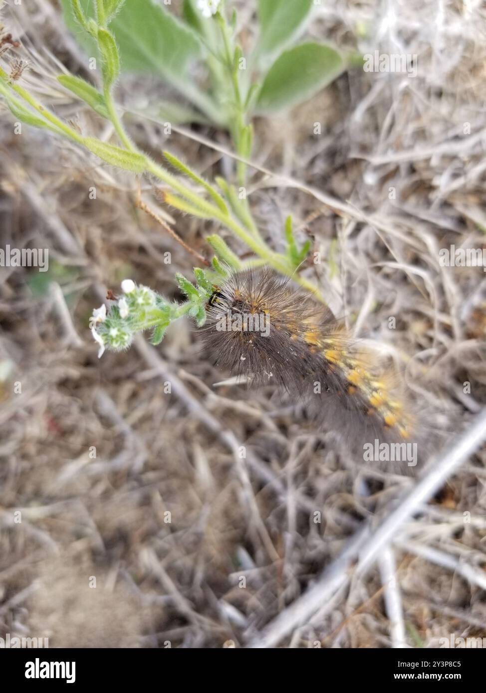 Salt Marsh Moth (Estigmene acrea) Insecta Stock Photo - Alamy