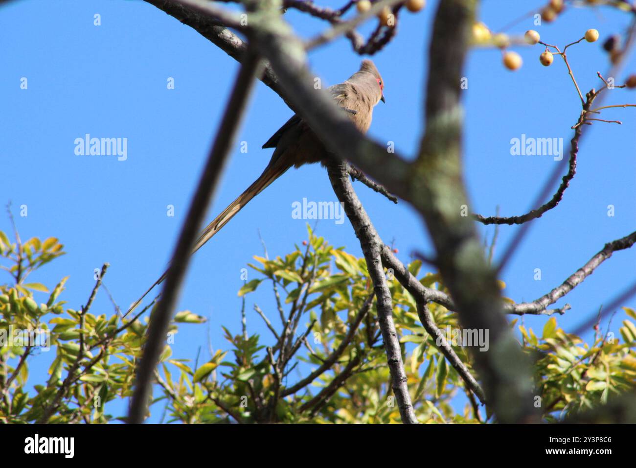 Cape Redface Mousebird (Urocolius indicus indicus) Aves Stock Photo - Alamy