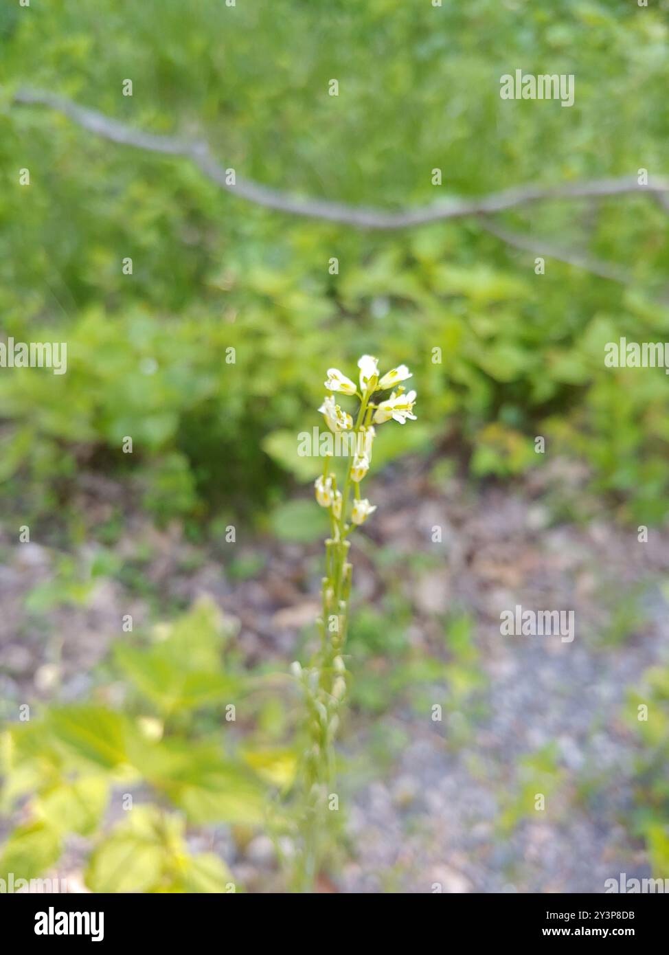 Tower Mustard (Turritis glabra) Plantae Stock Photo - Alamy