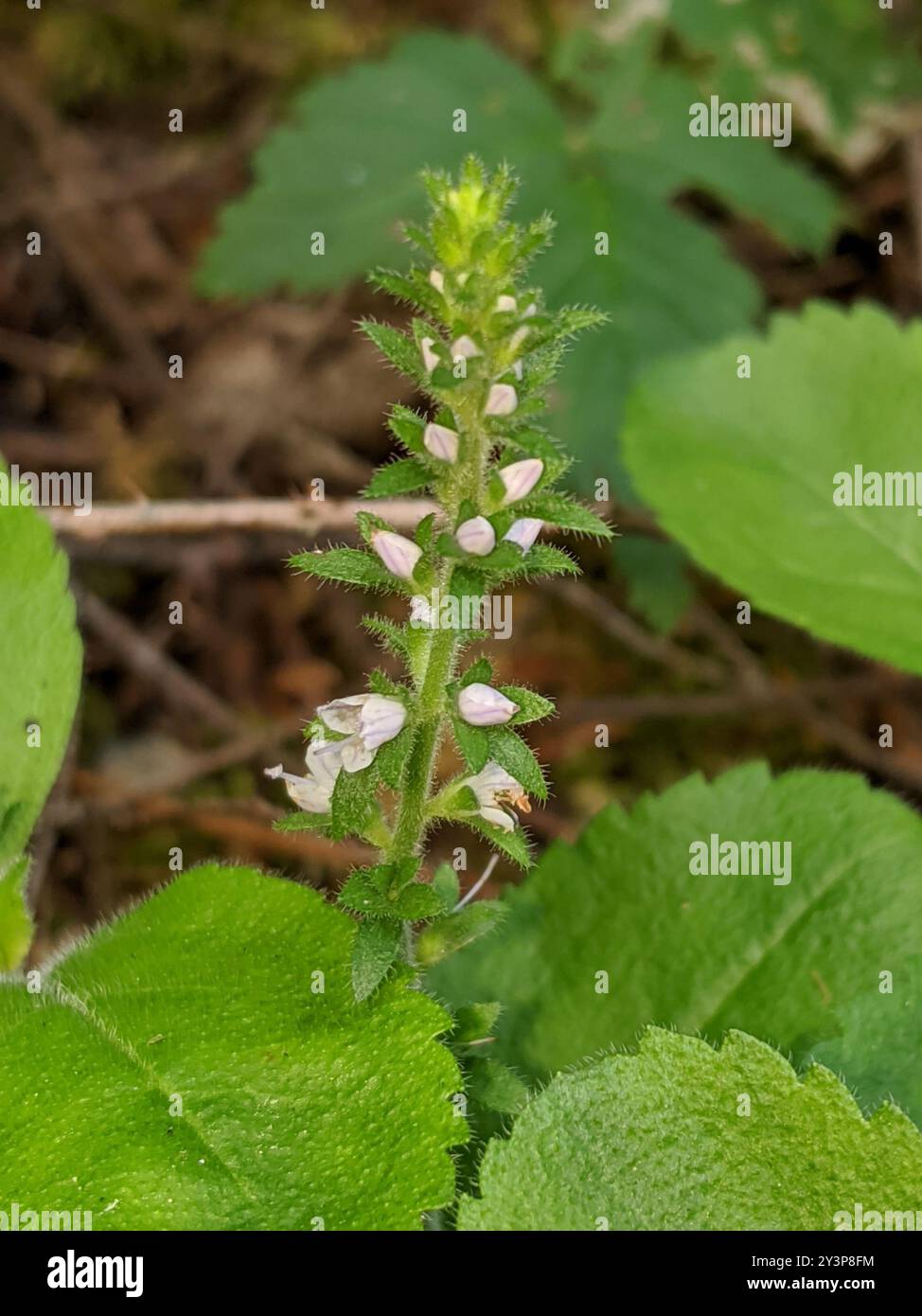 heath speedwell (Veronica officinalis) Plantae Stock Photo - Alamy