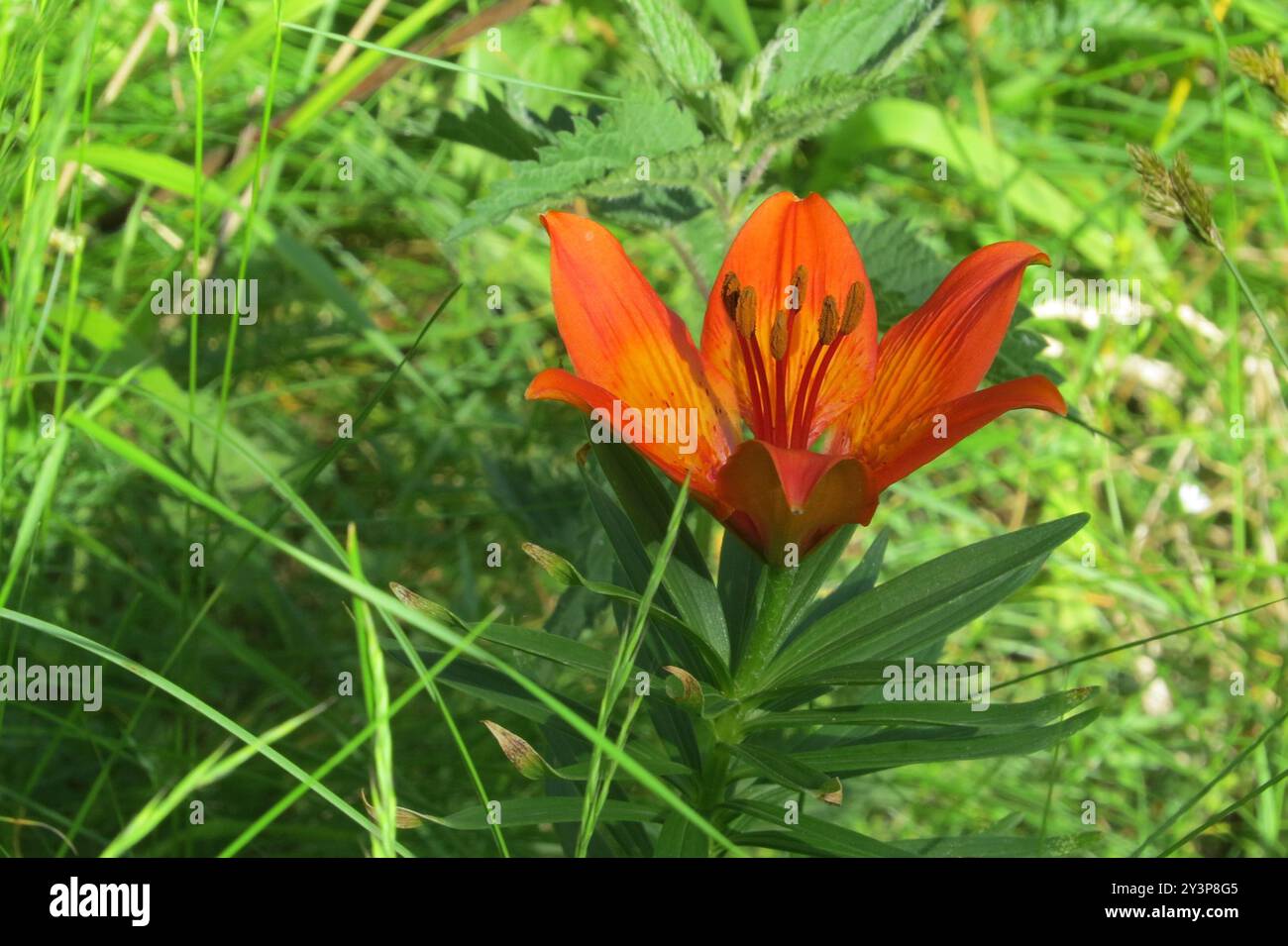 fire lily (Lilium bulbiferum) Plantae Stock Photo - Alamy
