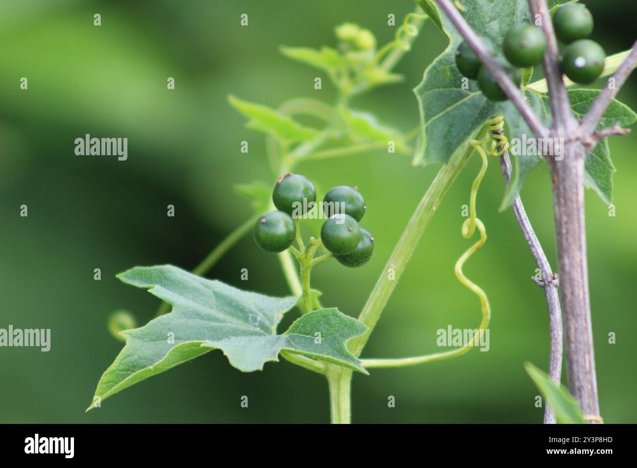 Eastern White-bryony (Bryonia alba) Plantae Stock Photo - Alamy
