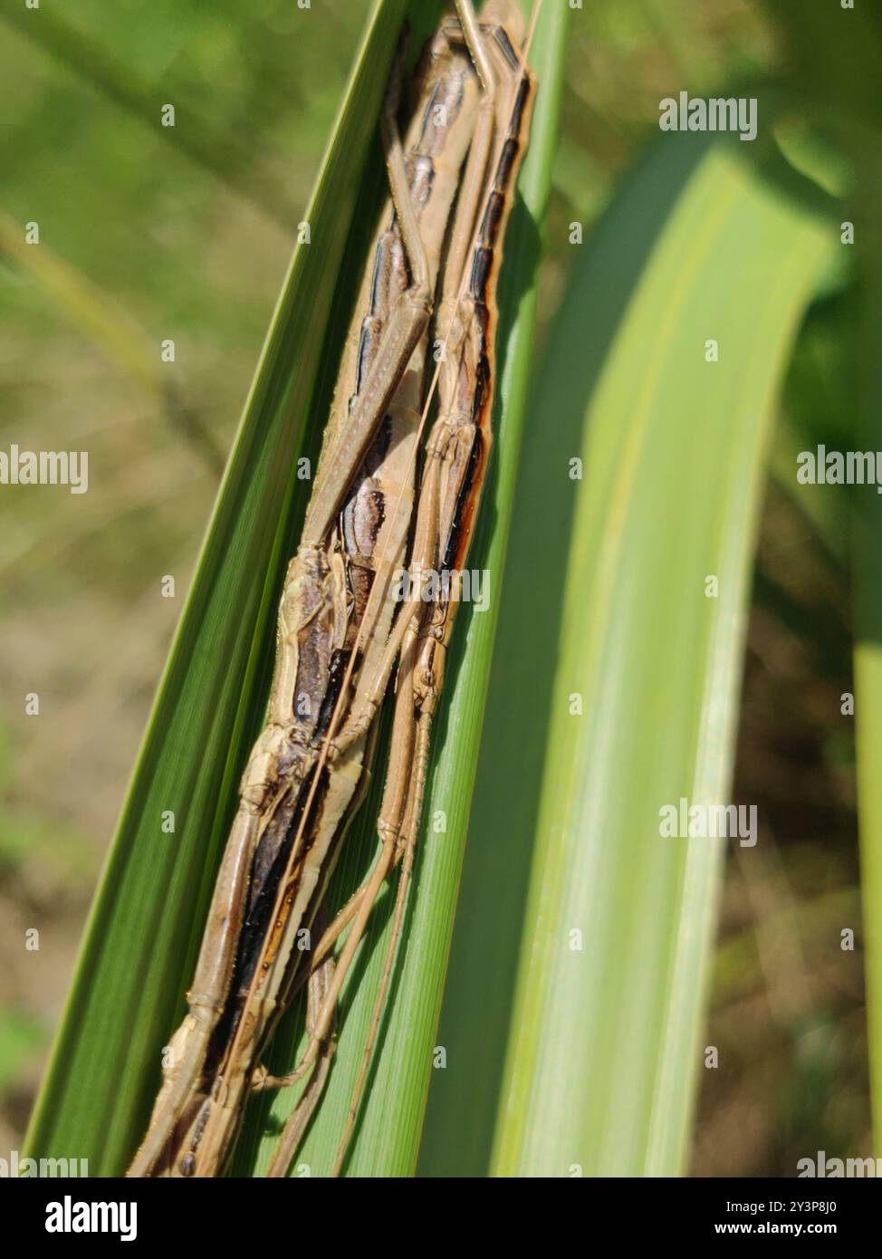 Southern Two-striped Walkingstick (Anisomorpha buprestoides) Insecta ...