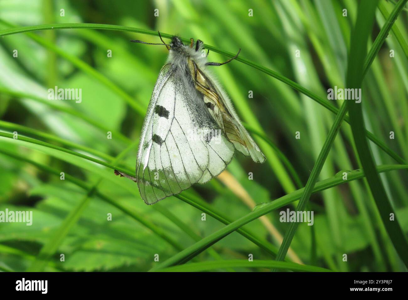Clouded Apollo (Parnassius mnemosyne) Insecta Stock Photo - Alamy