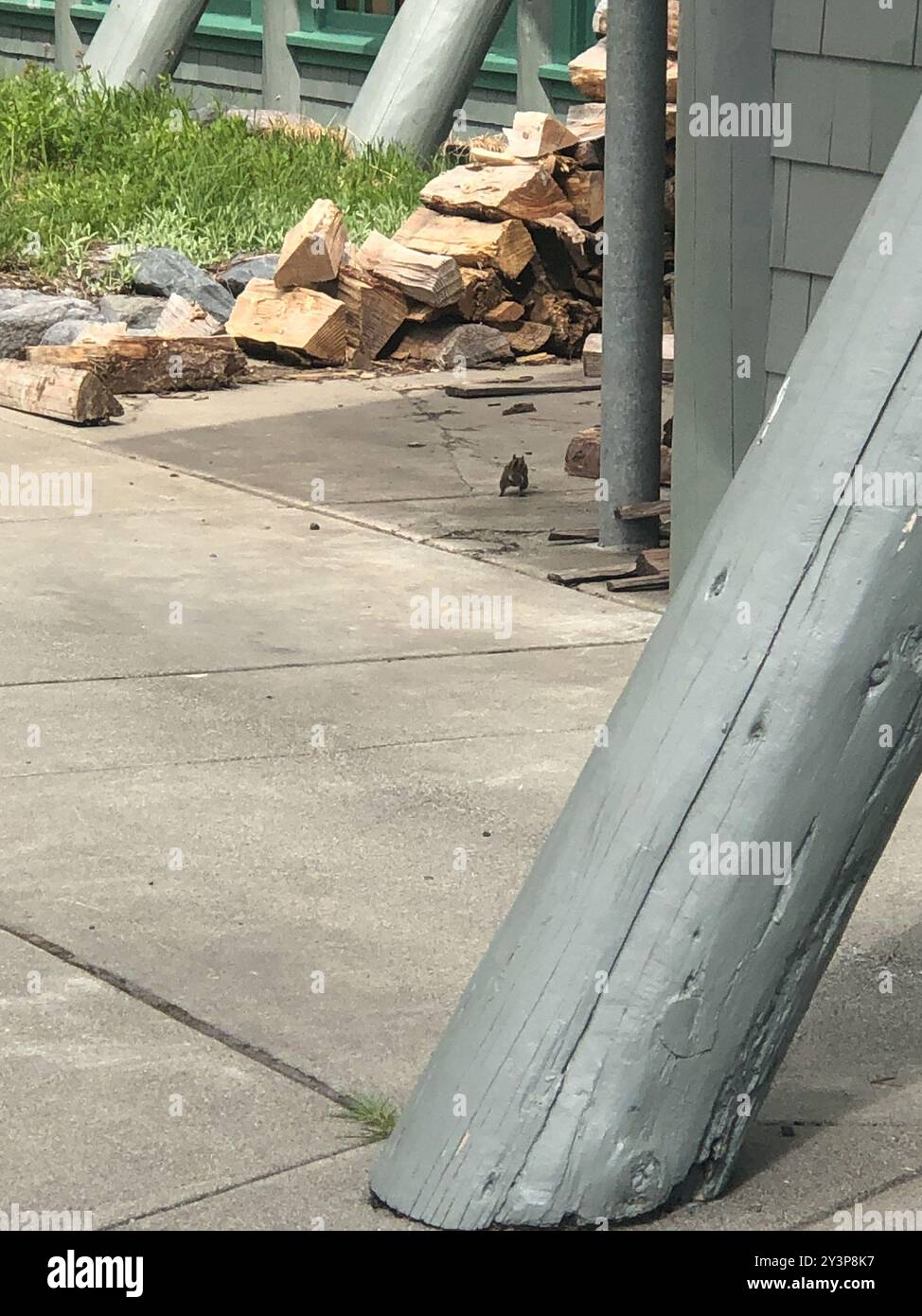 Townsend's Chipmunk (Neotamias townsendii) Mammalia Stock Photo - Alamy
