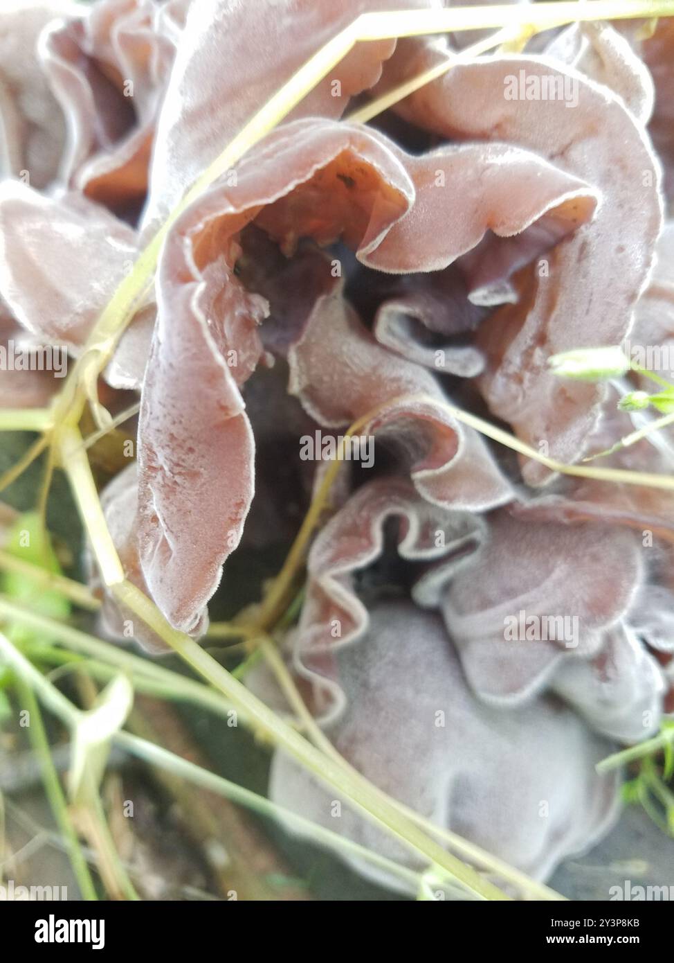Wood ear fungi (Auricularia) Fungi Stock Photo - Alamy