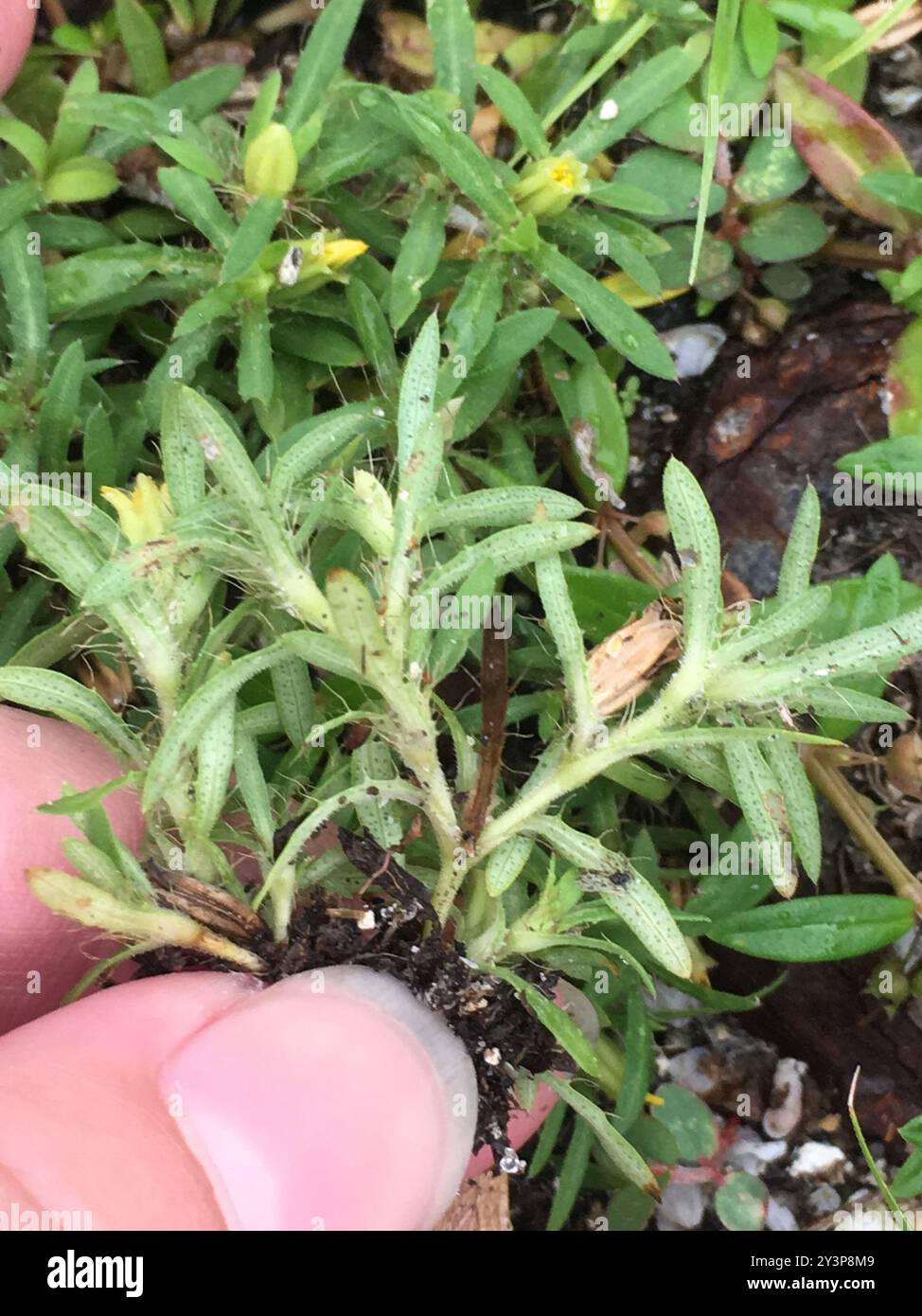 Spreading chinchweed (Pectis prostrata) Plantae Stock Photo - Alamy