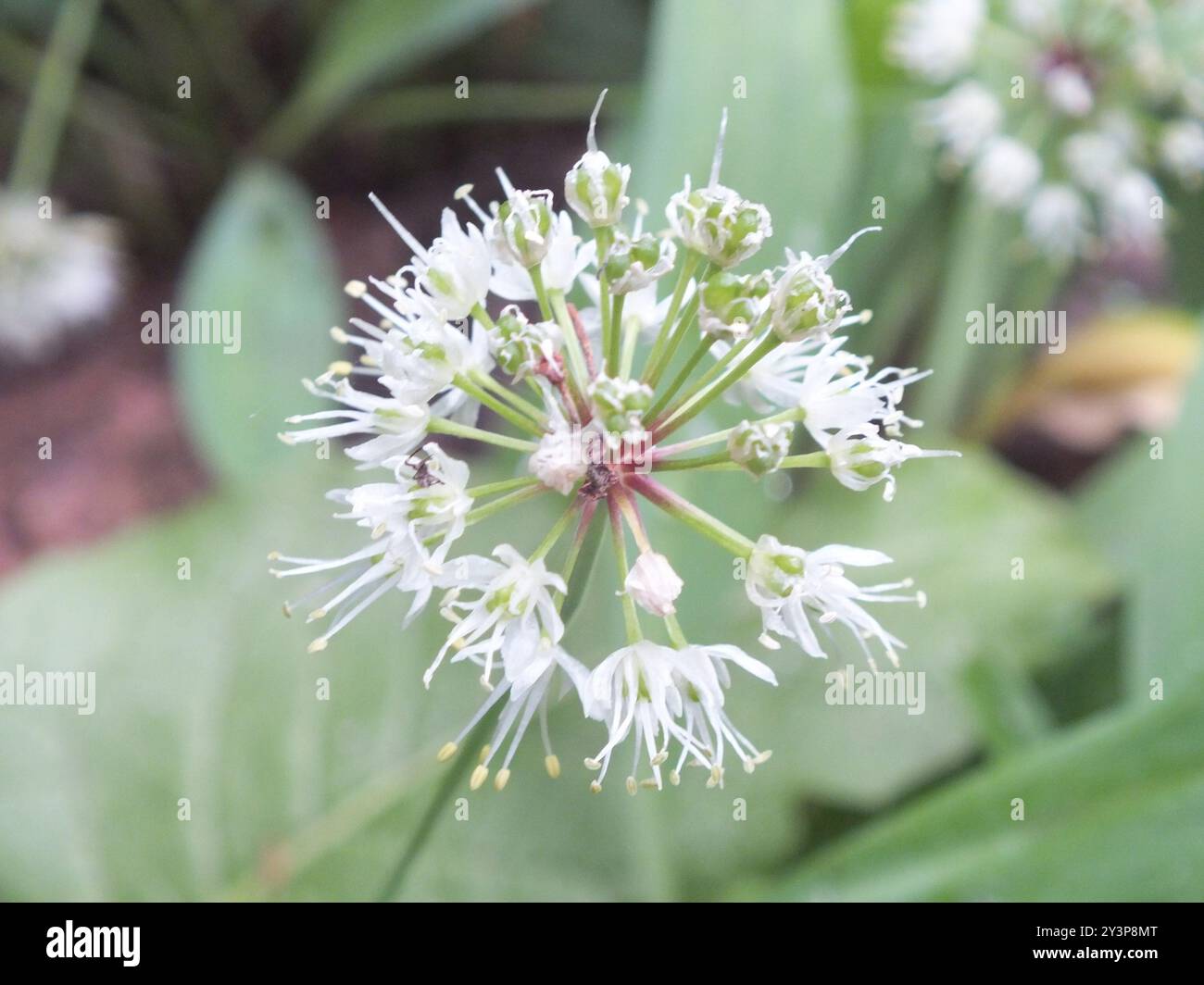 (Allium microdictyon) Plantae Stock Photo - Alamy