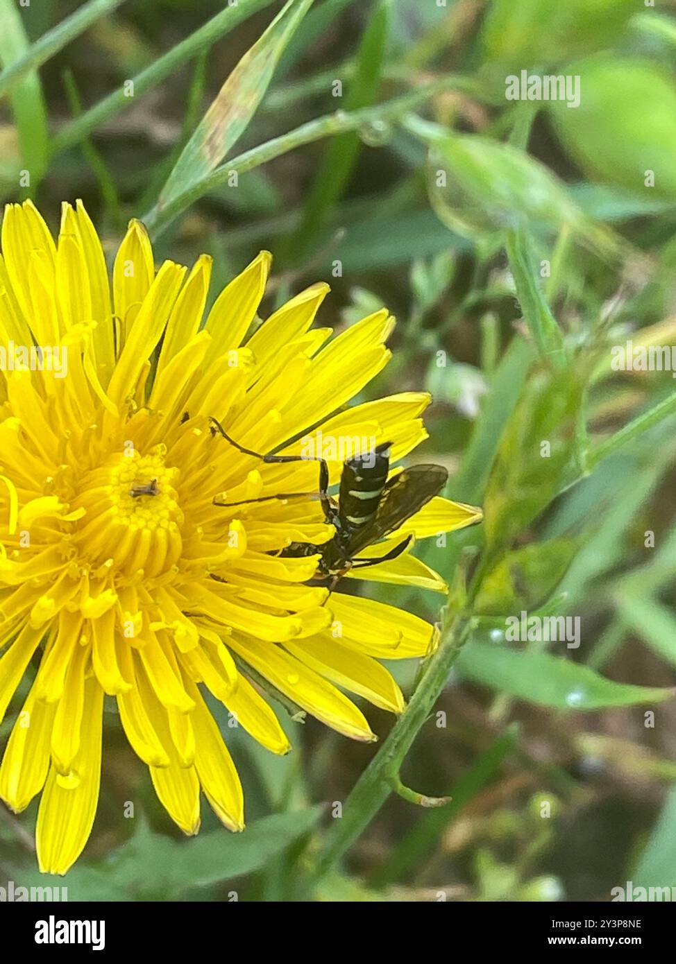 European Wheat Stem Sawfly (Cephus pygmeus) Insecta Stock Photo - Alamy