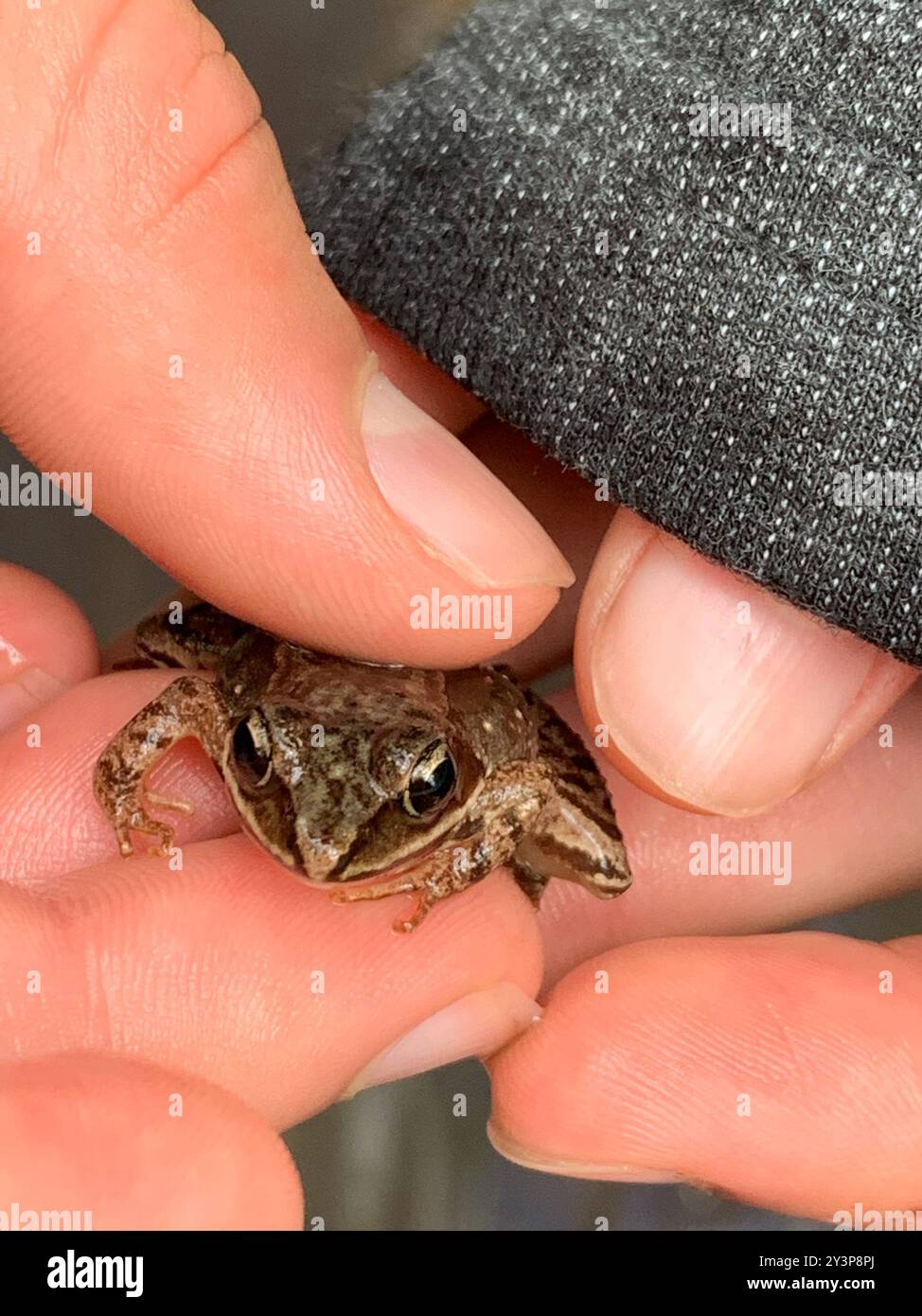Wood Frog (Lithobates sylvaticus) Amphibia Stock Photo - Alamy