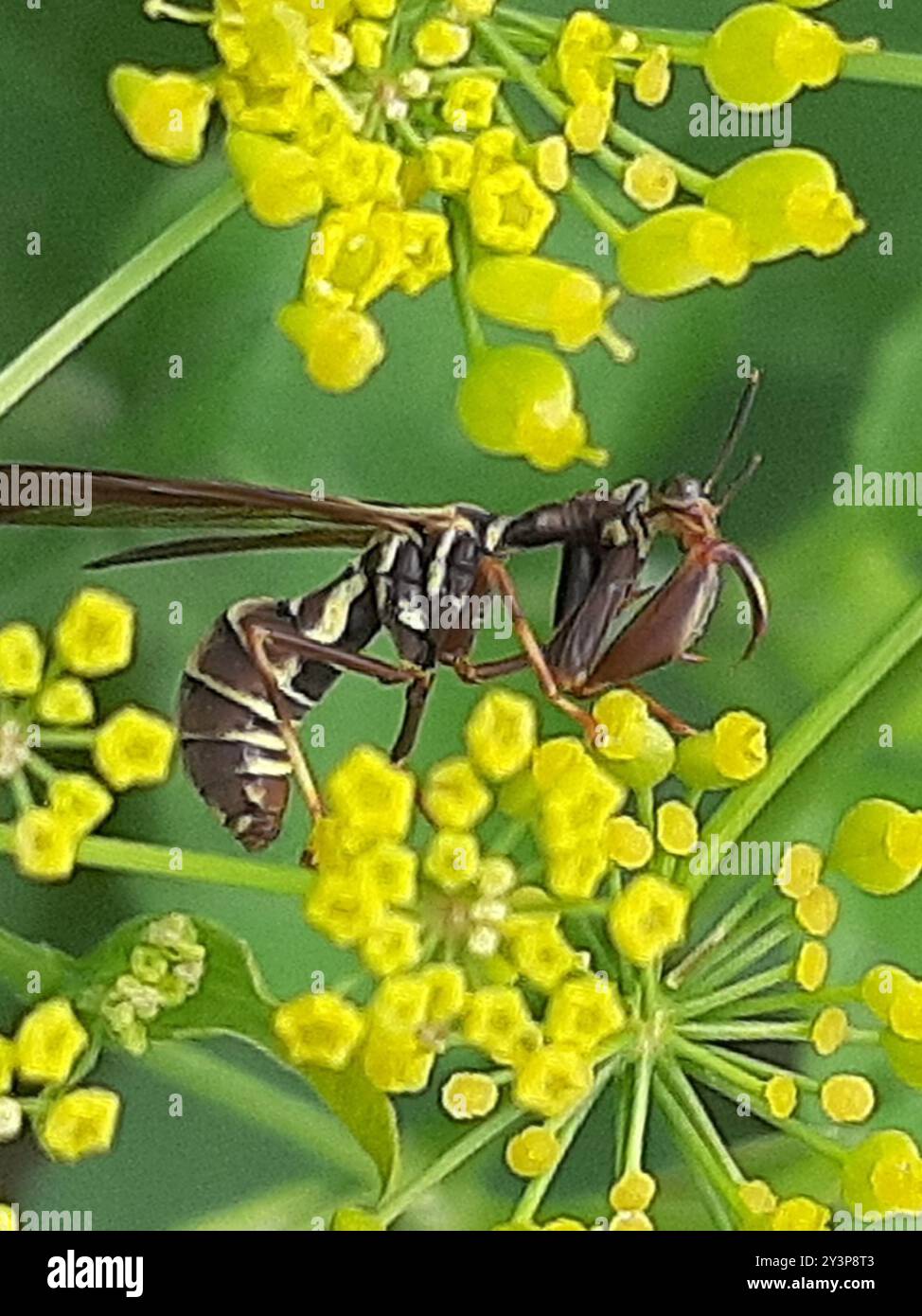 Brown Wasp Mantidfly (Climaciella brunnea) Insecta Stock Photo - Alamy