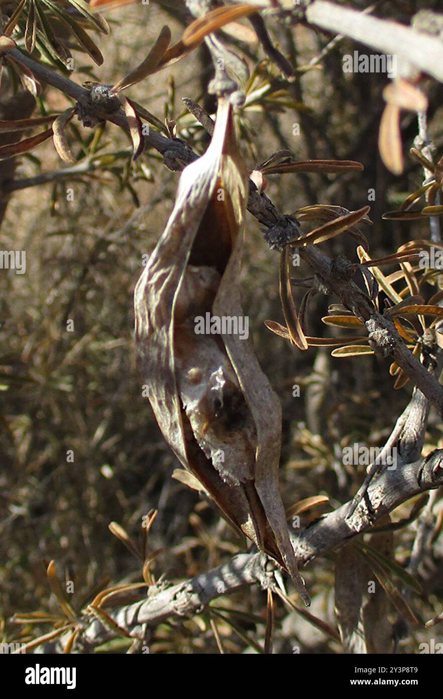 Kalahari Gold (Rhigozum brevispinosum) Plantae Stock Photo - Alamy