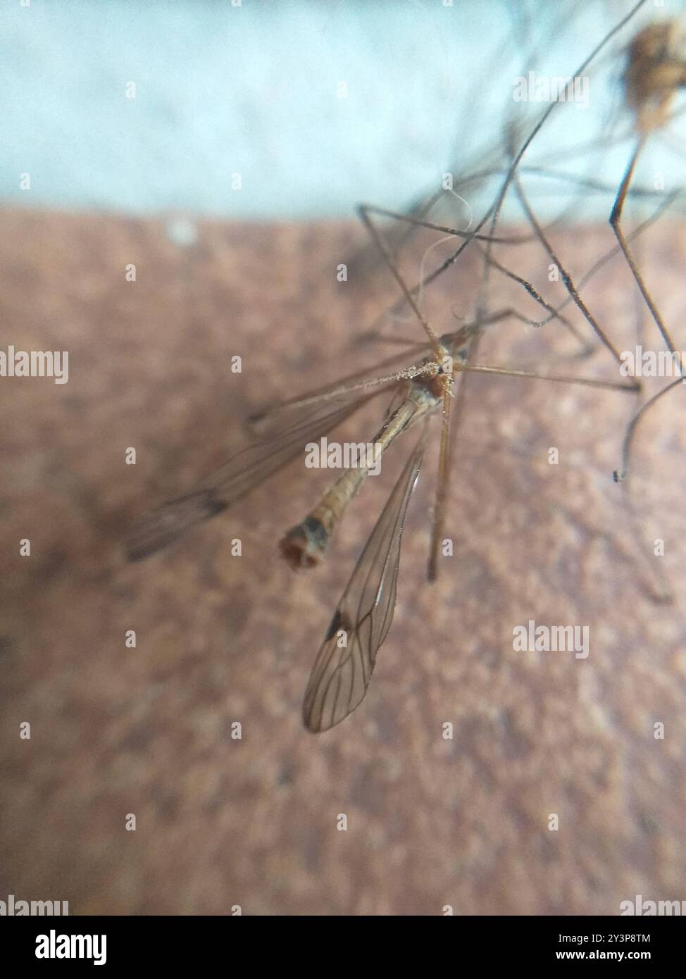 Typical Crane Flies (Tipuloidea) Insecta Stock Photo - Alamy