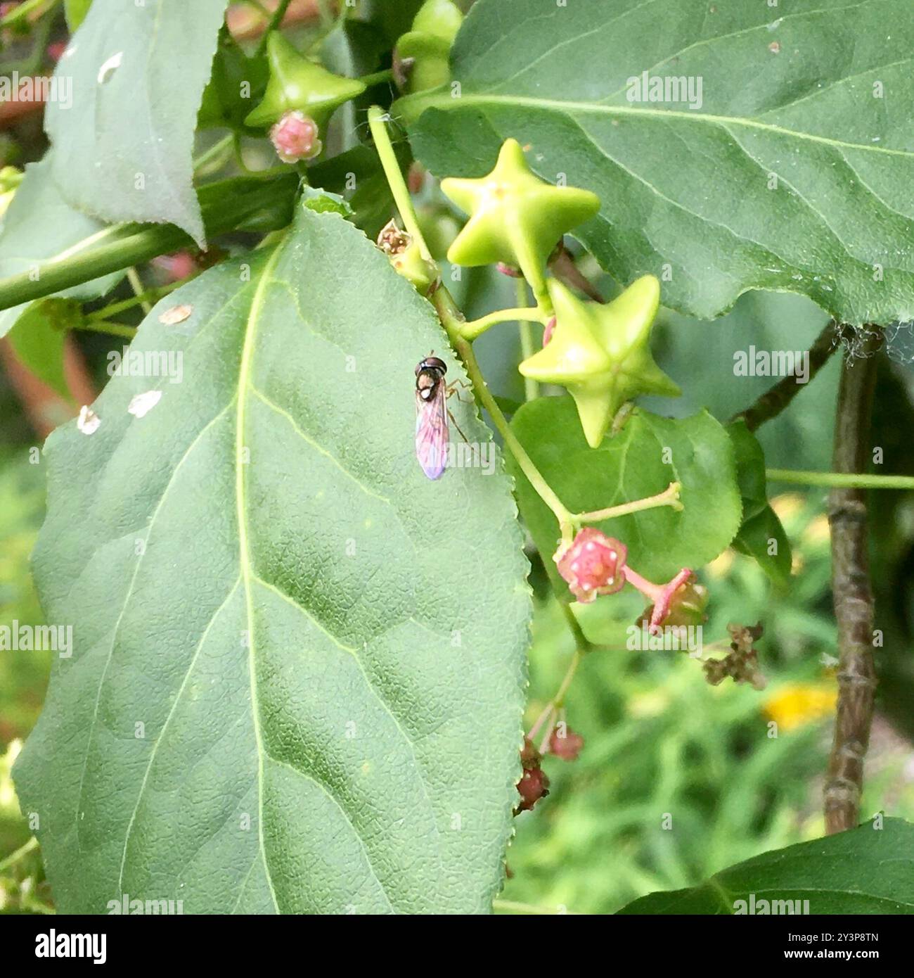 Variable Duskyface Fly (Melanostoma mellinum) Insecta Stock Photo - Alamy
