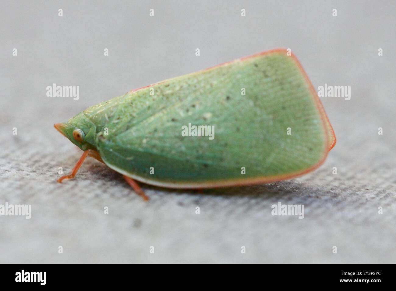 citrus planthopper (Colgar peracutum) Insecta Stock Photo - Alamy