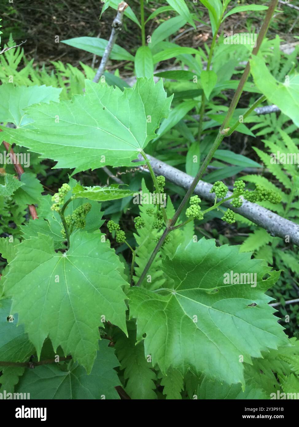 riverbank grape (Vitis riparia) Plantae Stock Photo - Alamy