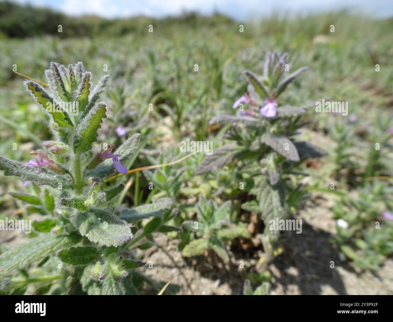 Water Germander (Teucrium scordium) Plantae Stock Photo - Alamy