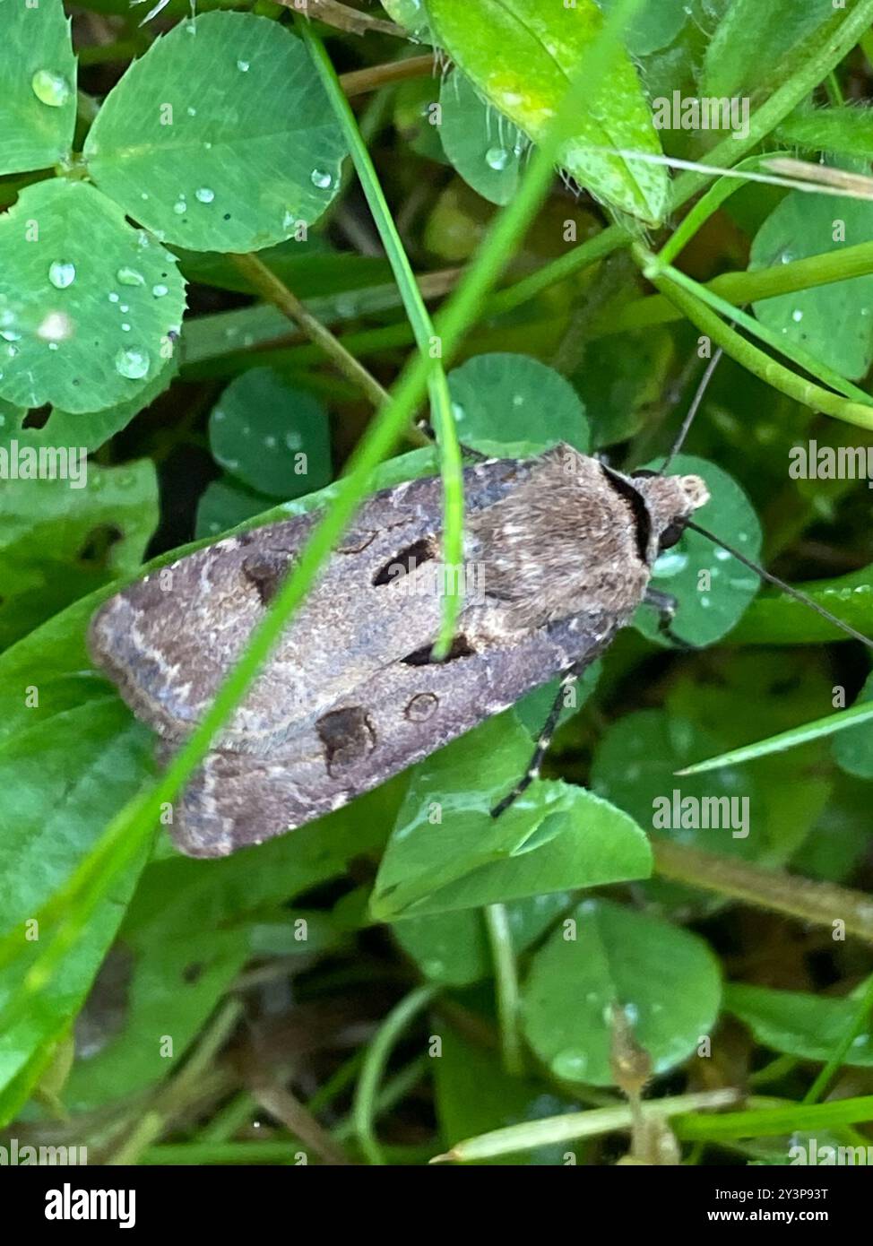 Heart and Dart (Agrotis exclamationis) Insecta Stock Photo - Alamy