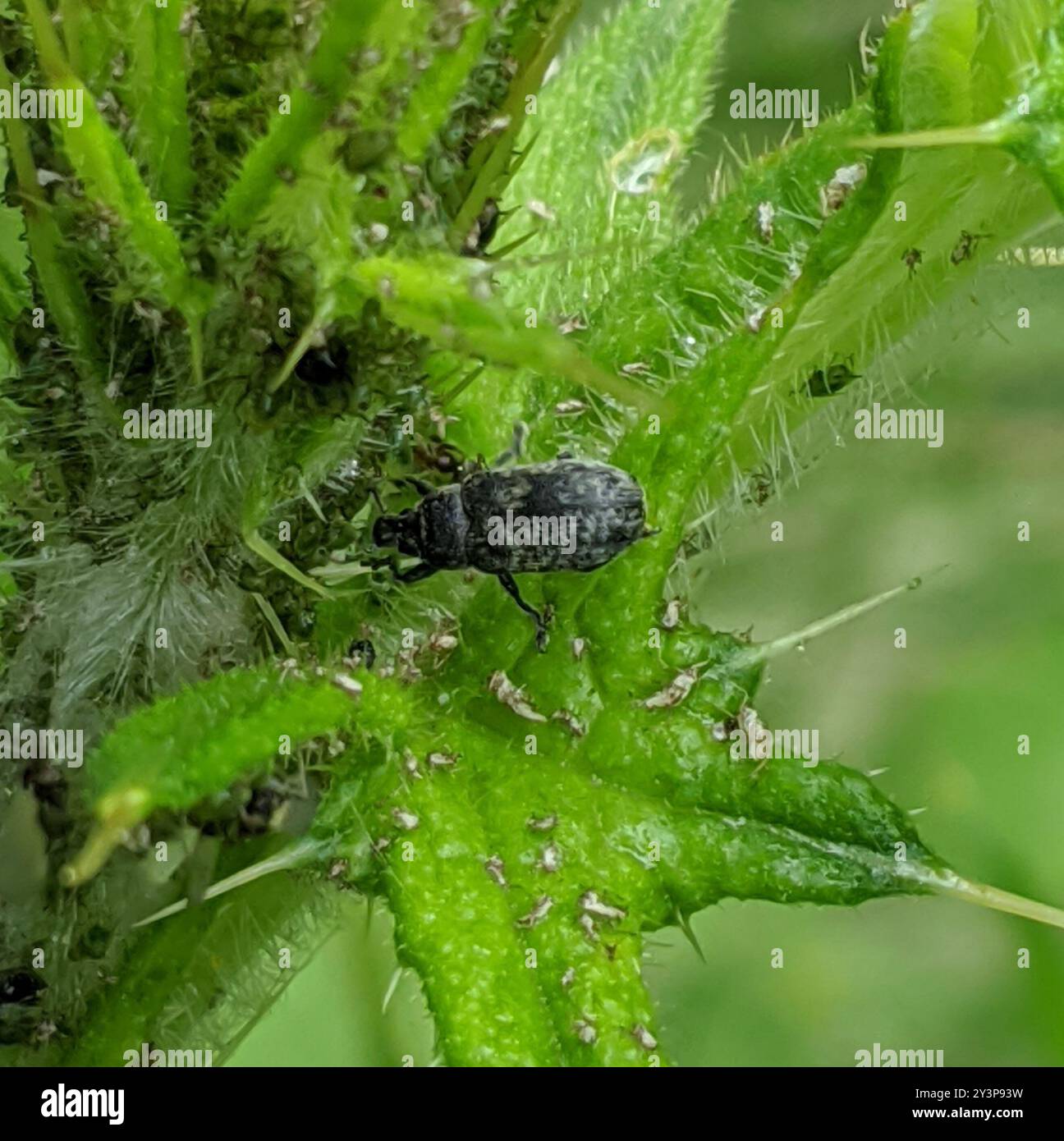 Nodding Thistle Receptacle Weevil (Rhinocyllus conicus) Insecta Stock ...