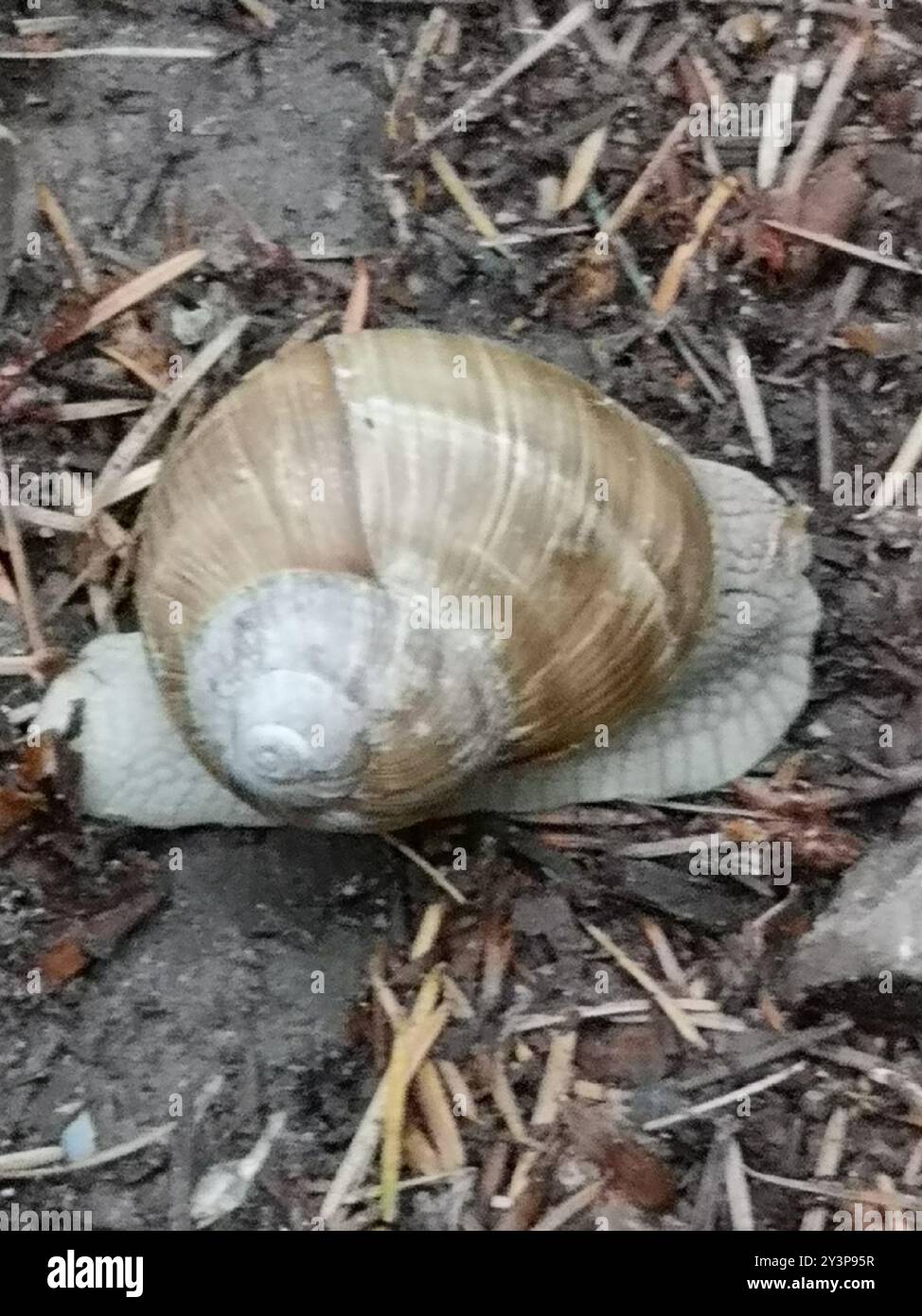 Roman Snail (Helix pomatia) Mollusca Stock Photo - Alamy