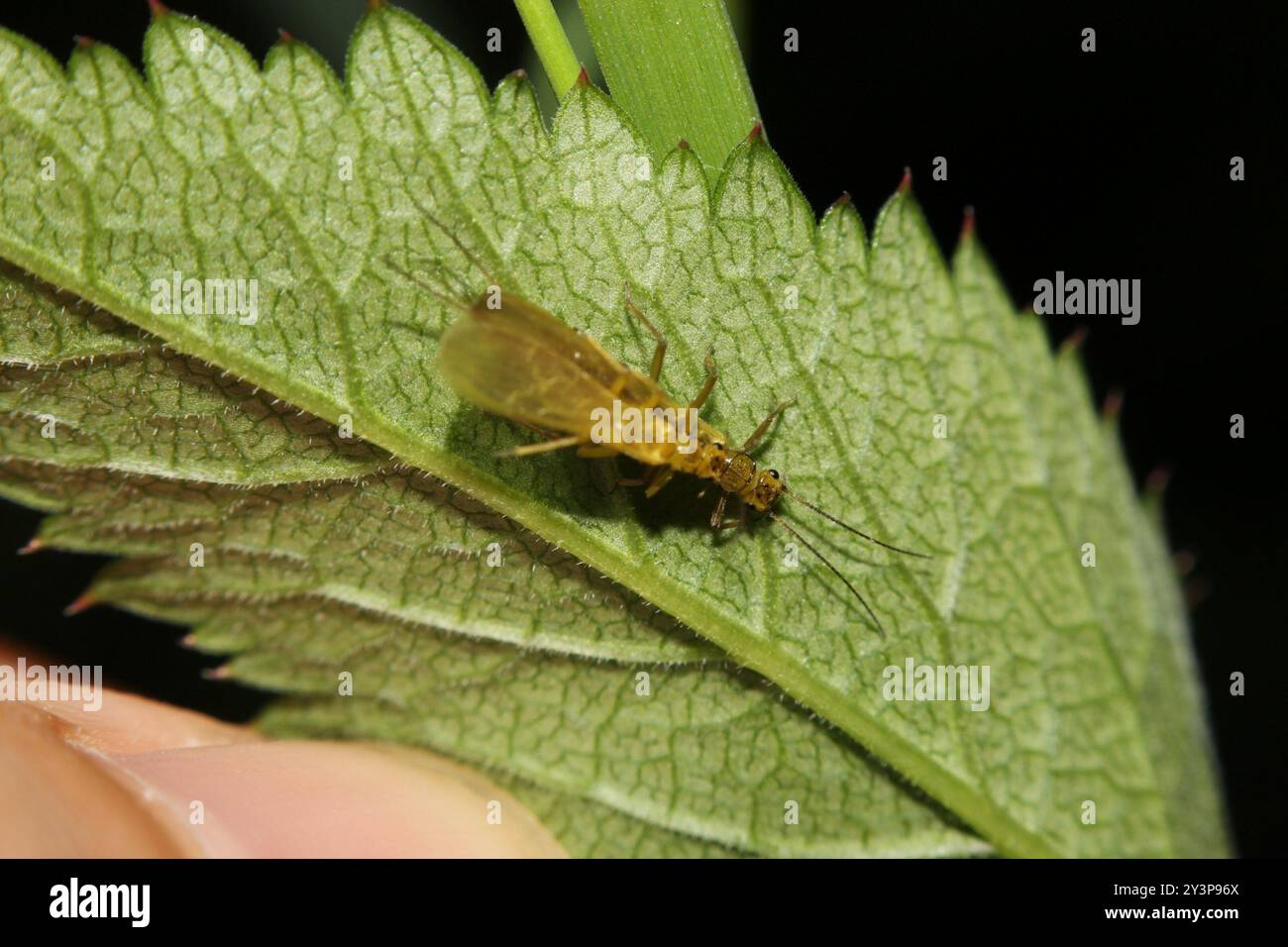 Siphonoperla hi-res stock photography and images - Alamy