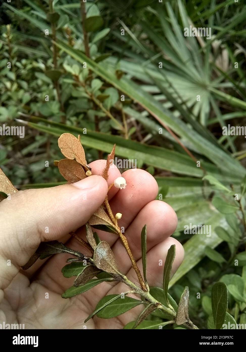 coastal plain staggerbush (Lyonia fruticosa) Plantae Stock Photo - Alamy