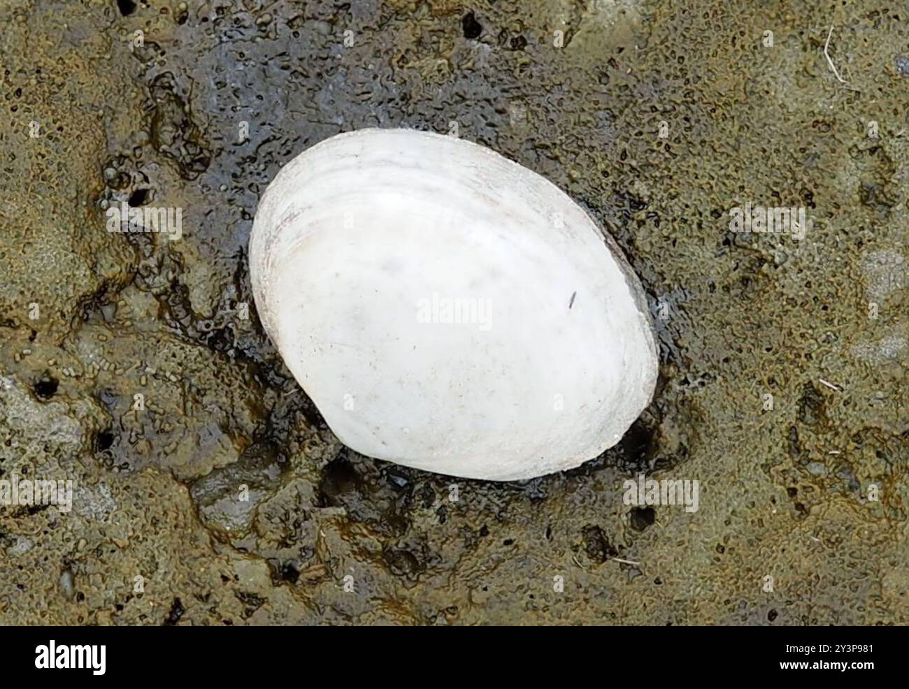 Peppery Furrow Shell (Scrobicularia plana) Mollusca Stock Photo - Alamy