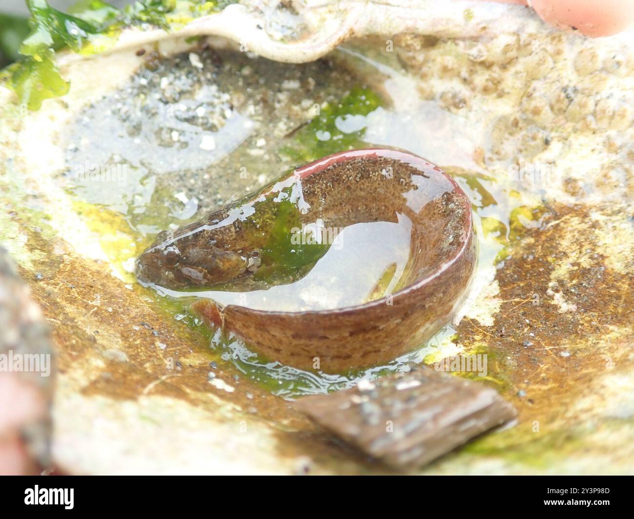 High Cockscomb (Anoplarchus purpurescens) Actinopterygii Stock Photo ...
