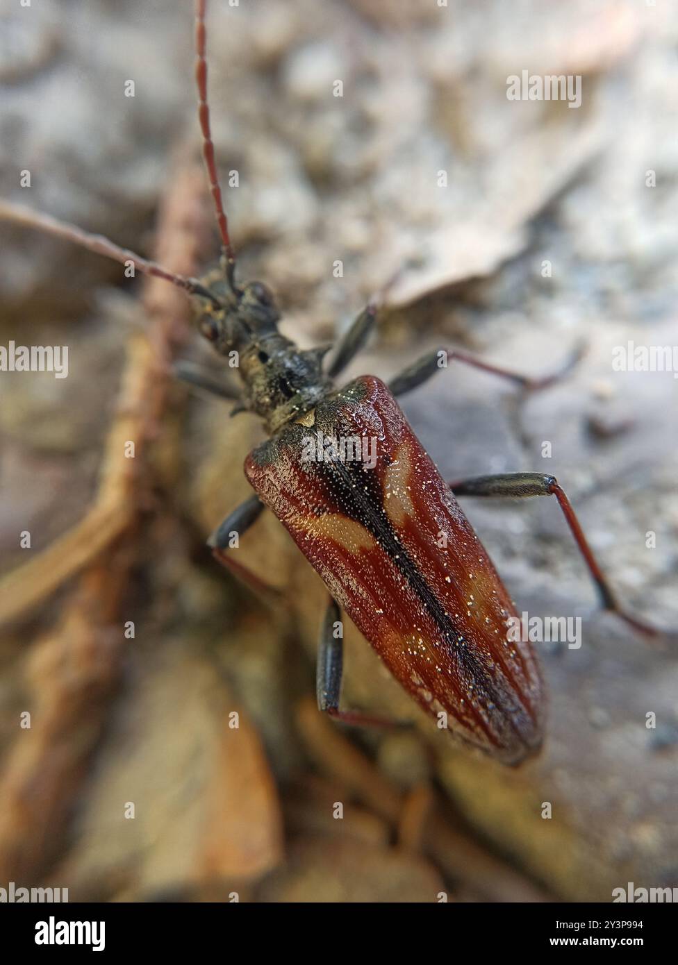 Two-banded Longhorn Beetle (Rhagium bifasciatum) Insecta Stock Photo ...