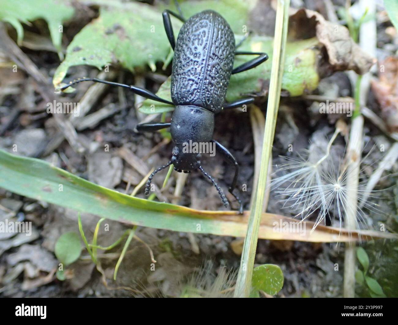 Roughened Darkling Beetle (Upis ceramboides) Insecta Stock Photo - Alamy