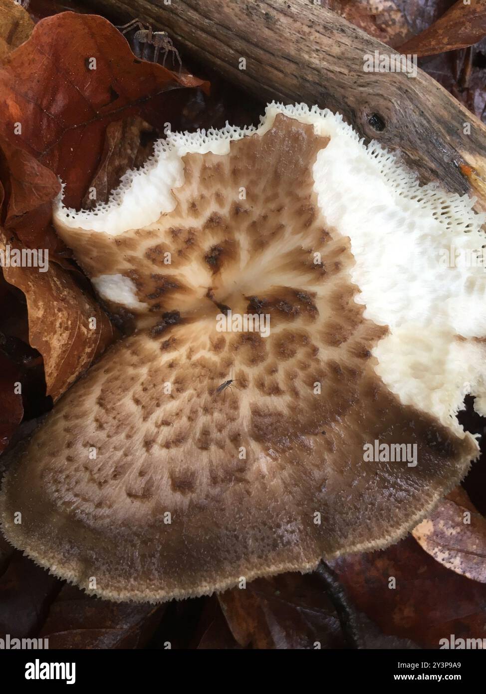 tuberous polypore (Polyporus tuberaster) Fungi Stock Photo - Alamy
