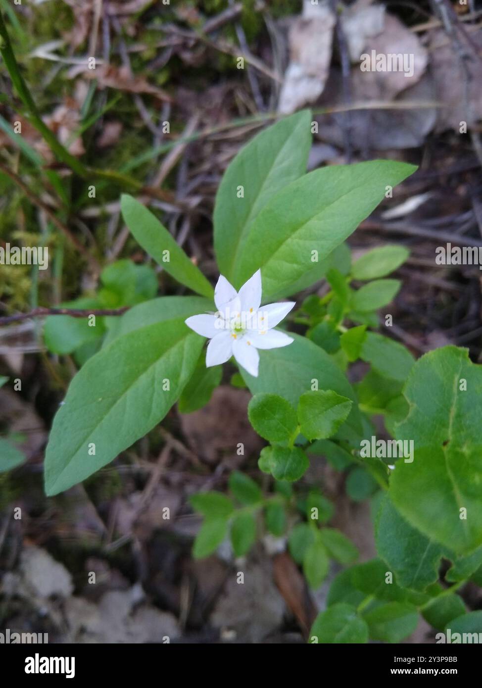 Arctic Starflower (Lysimachia europaea) Plantae Stock Photo - Alamy
