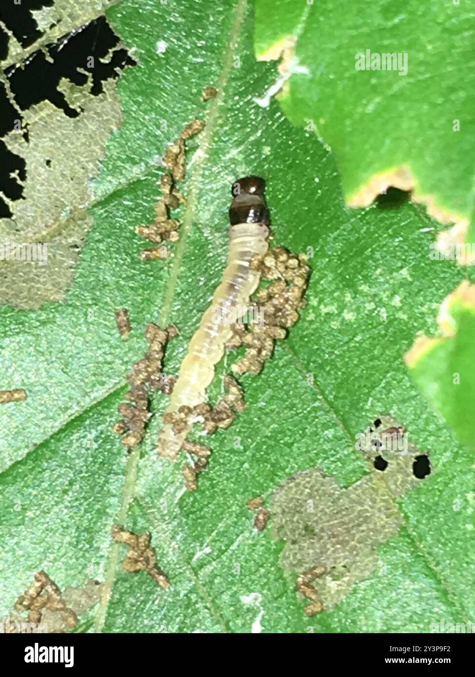 Tortricid Leafroller Moths and Allies (Tortricoidea) Insecta Stock ...