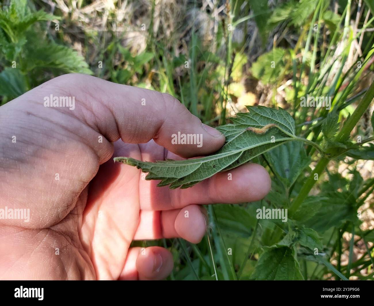 Nettle Clustercup Rust fungus (Puccinia urticata) Fungi Stock Photo - Alamy