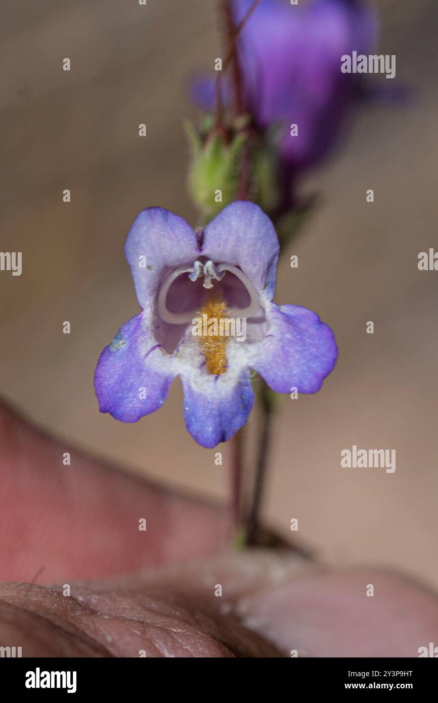 Inflated Beardtongue (Penstemon inflatus) Plantae Stock Photo - Alamy