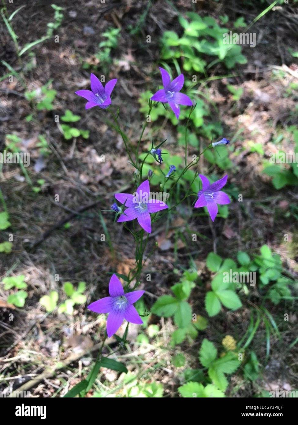 Spreading Bellflower (Campanula patula) Plantae Stock Photo - Alamy