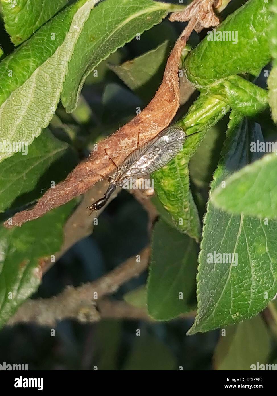 oak snakefly (Phaeostigma notata) Insecta Stock Photo - Alamy