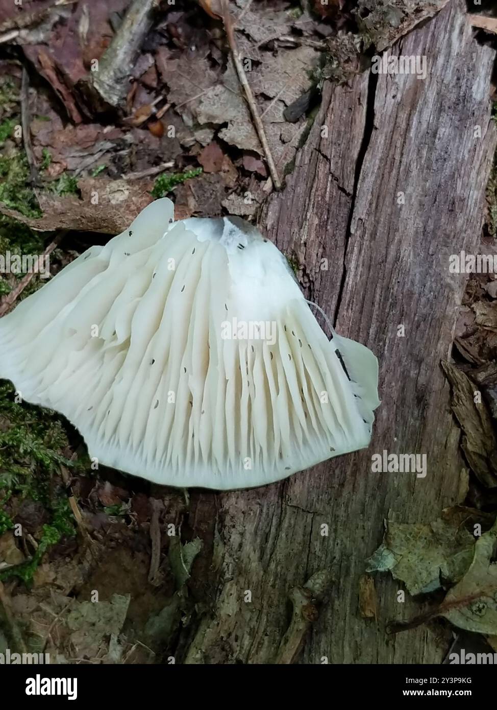 Eastern American Platterful Mushroom (Megacollybia rodmanii) Fungi ...