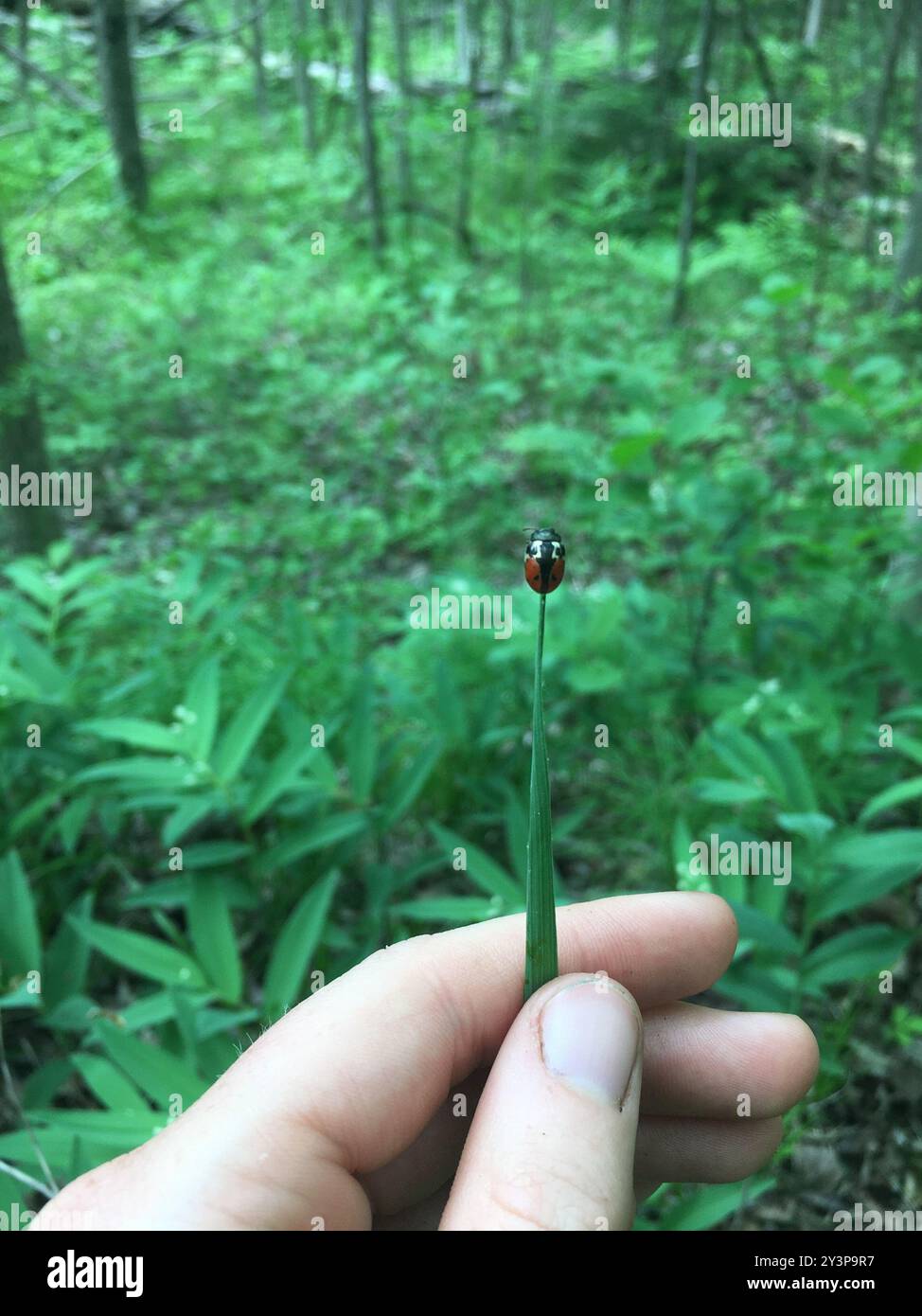 Rowena's Leaf Beetle (Calligrapha rowena) Insecta Stock Photo - Alamy