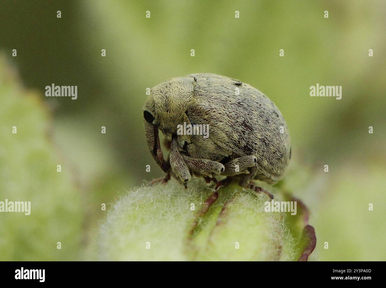 (Cionus thapsus) Insecta Stock Photo - Alamy