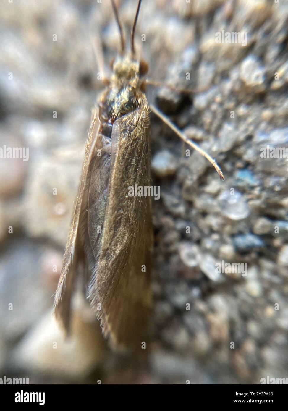 Net-spinning Caddisflies (Hydropsychidae) Insecta Stock Photo - Alamy