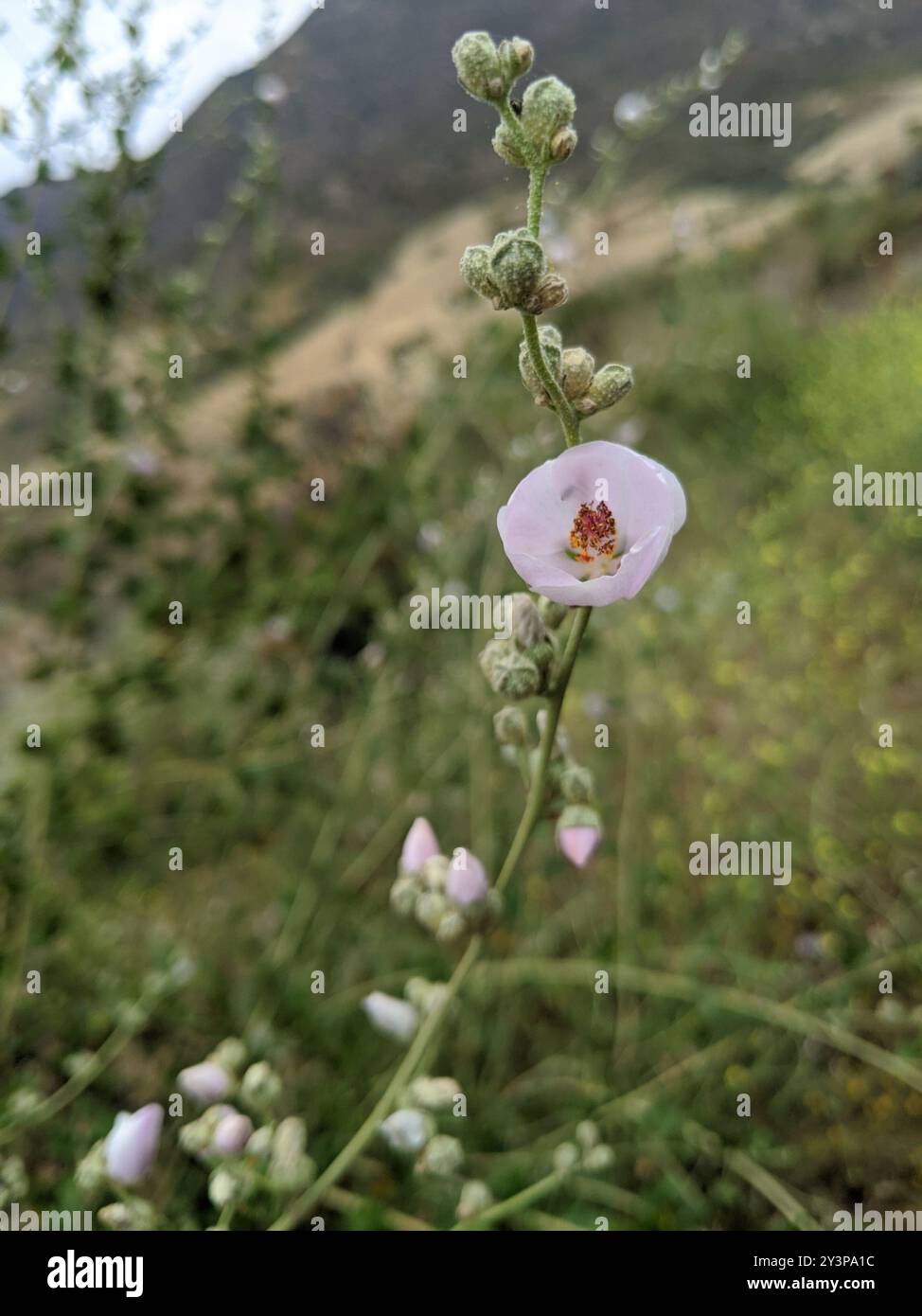 southern coastal bushmallow (Malacothamnus fasciculatus) Plantae Stock ...
