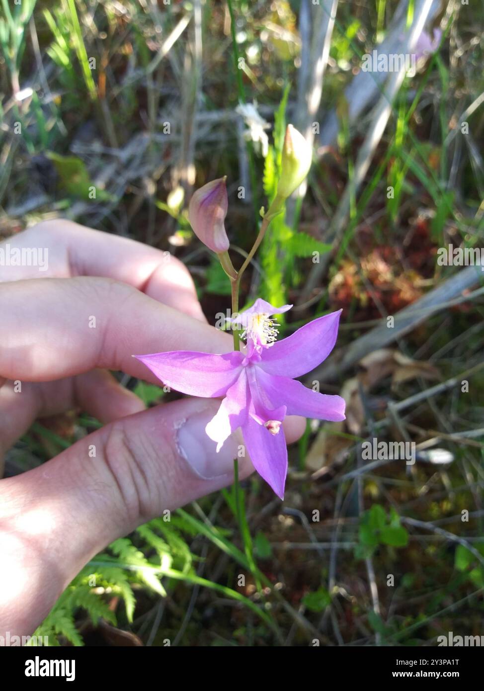 common tuberous grasspink (Calopogon tuberosus tuberosus) Plantae Stock ...