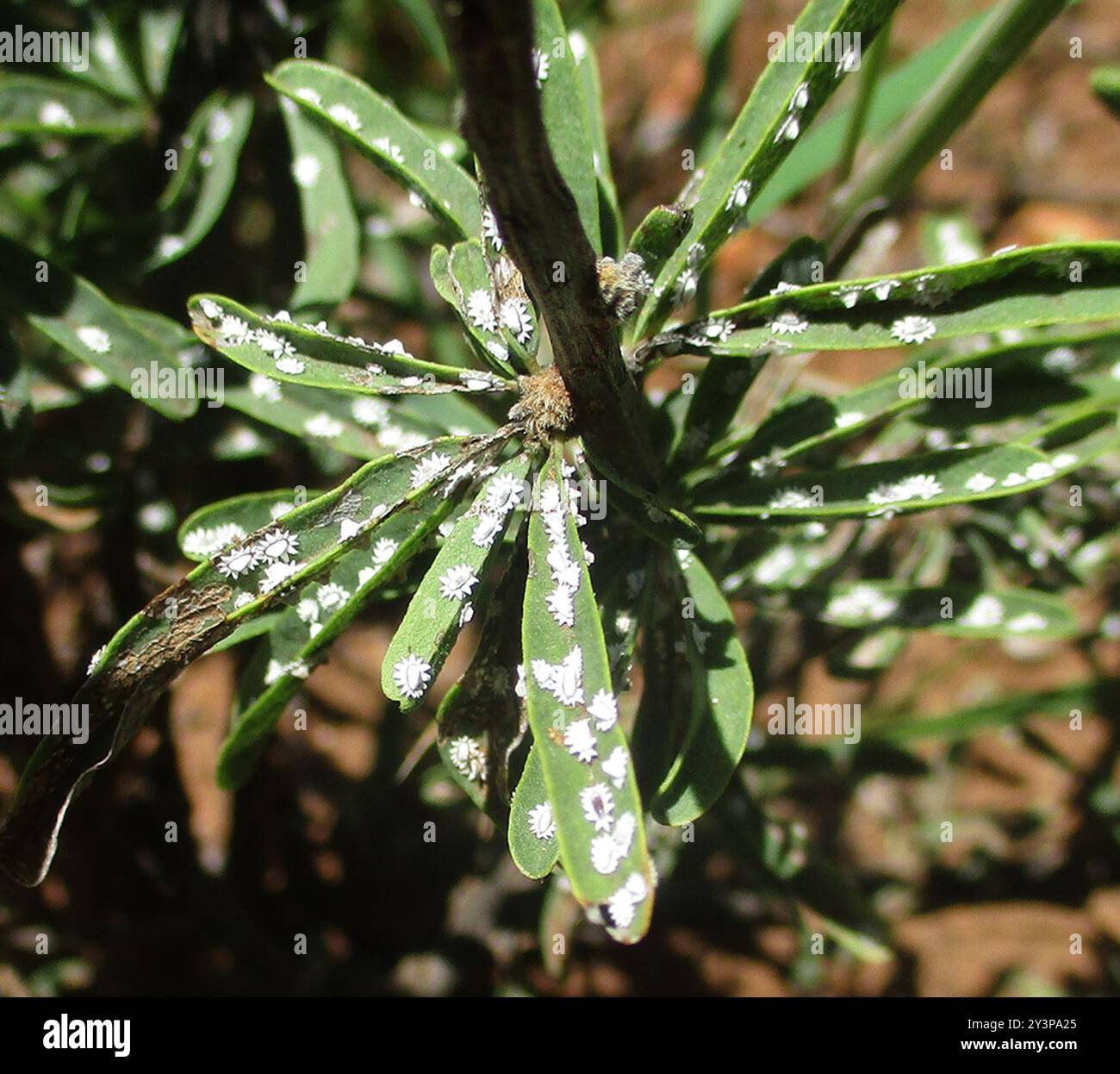 Wax Scales (Ceroplastes) Insecta Stock Photo - Alamy