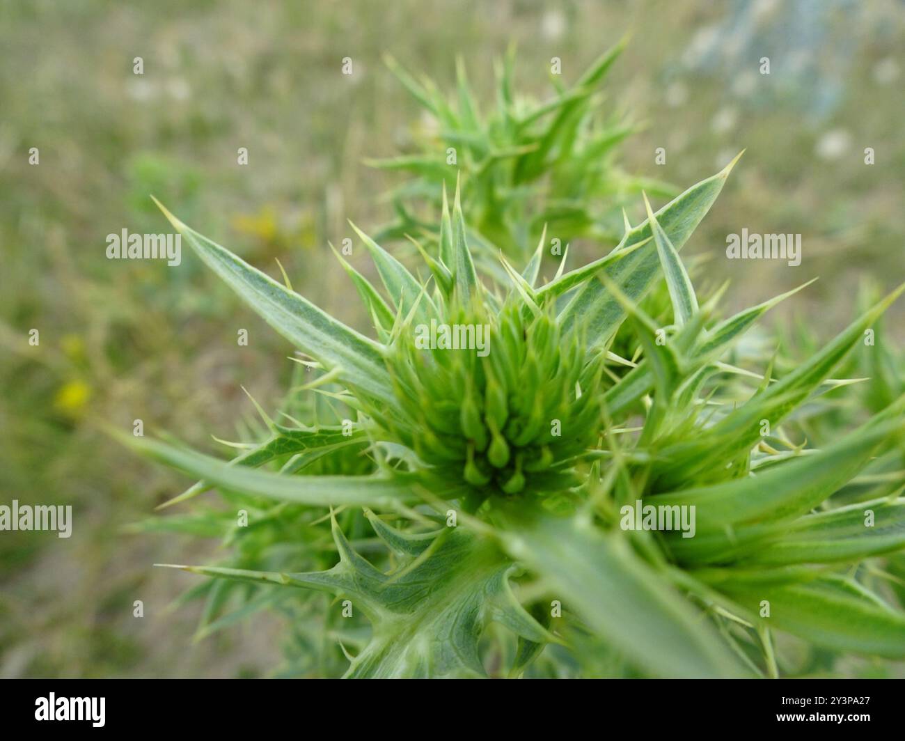 Field Eryngo (Eryngium campestre) Plantae Stock Photo - Alamy