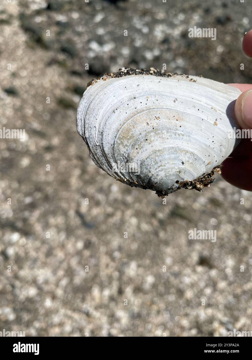 Bent-nosed Clam (Macoma nasuta) Mollusca Stock Photo - Alamy