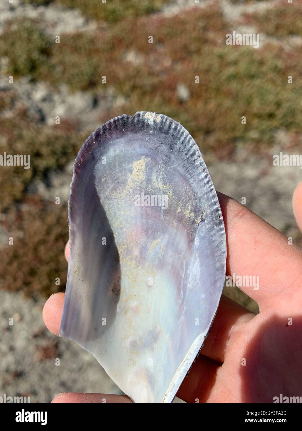 Atlantic Ribbed Mussel (Geukensia demissa) Mollusca Stock Photo - Alamy