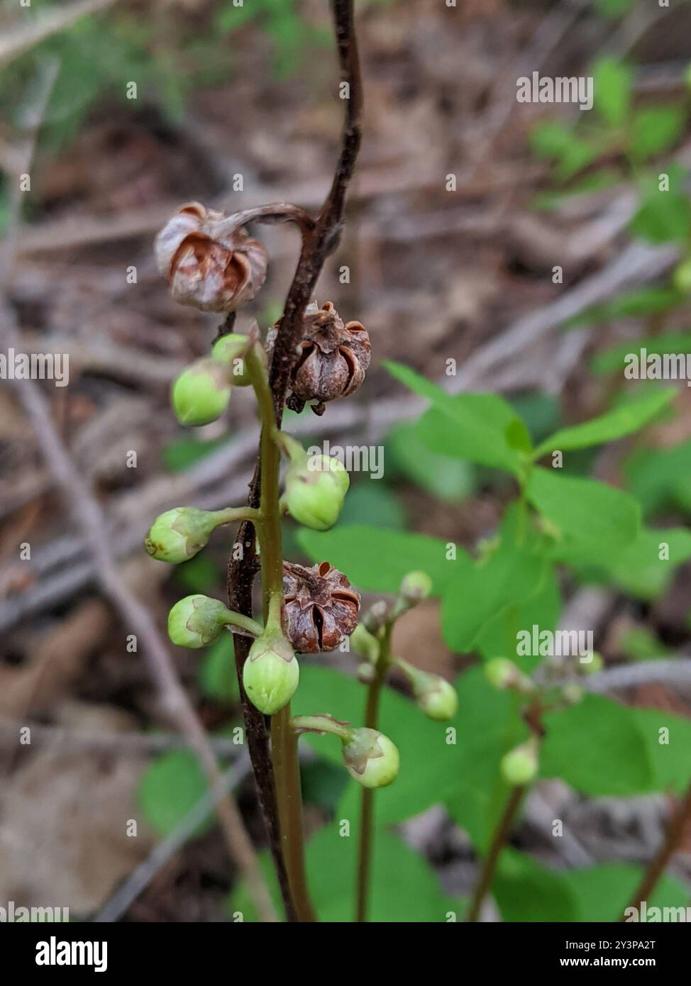 green-flowered wintergreen (Pyrola chlorantha) Plantae Stock Photo - Alamy