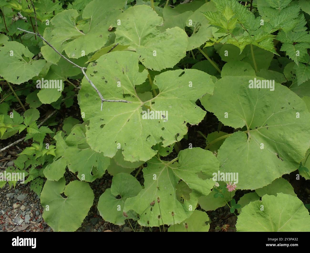 Giant Butterbur (Petasites japonicus) Plantae Stock Photo - Alamy