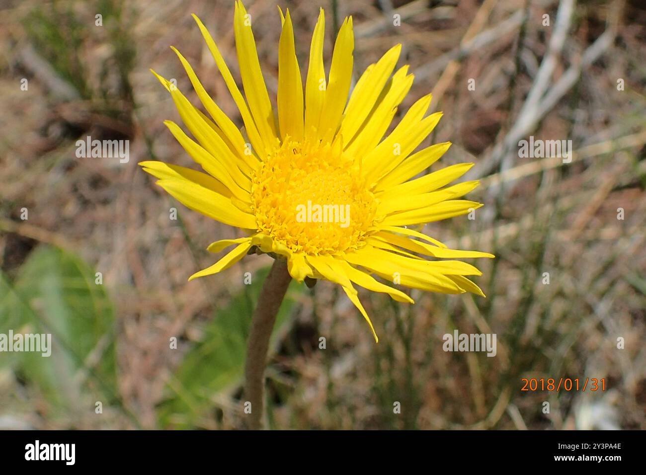 Common Falsegerbera (Haplocarpha scaposa) Plantae Stock Photo - Alamy